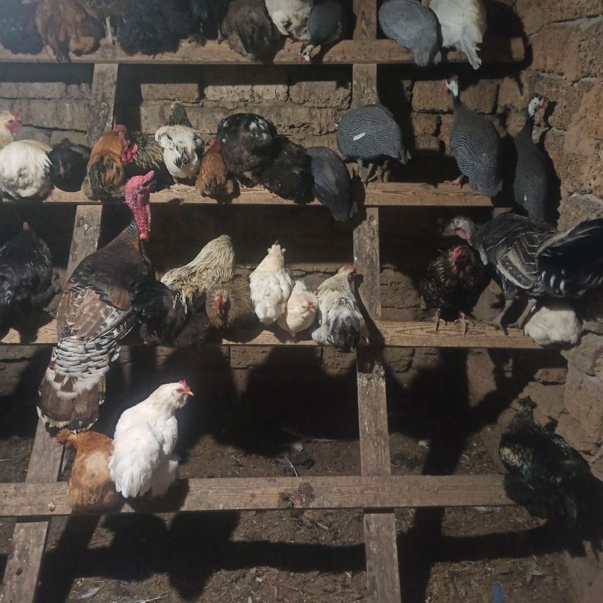 Гусята.Индюшка.Карликовые Куры