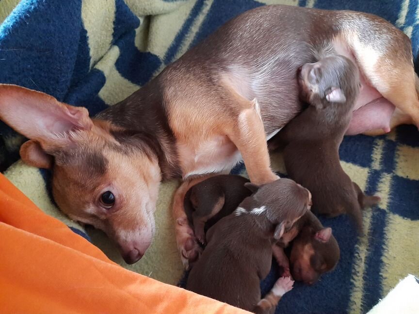 Мини той-терьер щенки