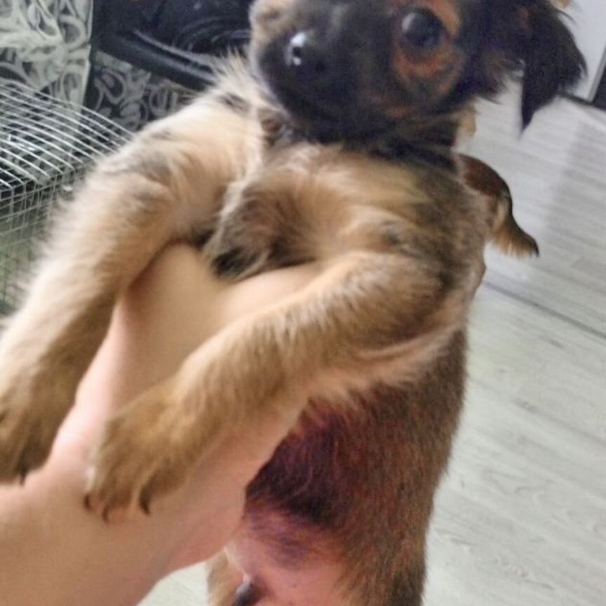 Той-терьер длинношорстный