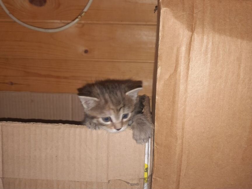 Котята крысоловы