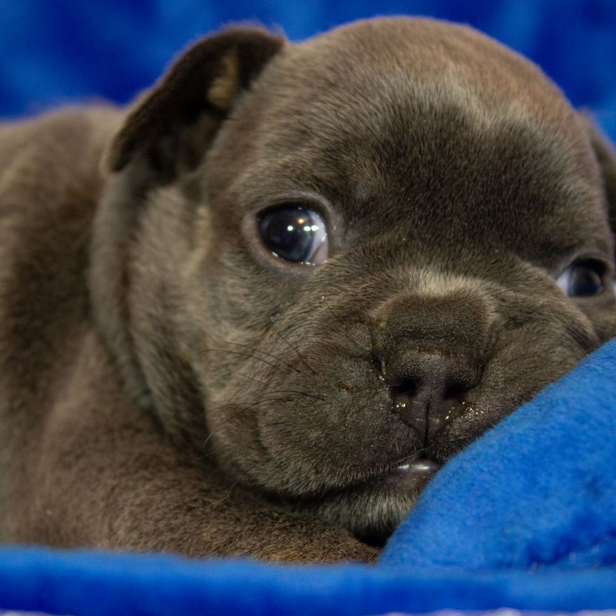 Щенки французского бульдога