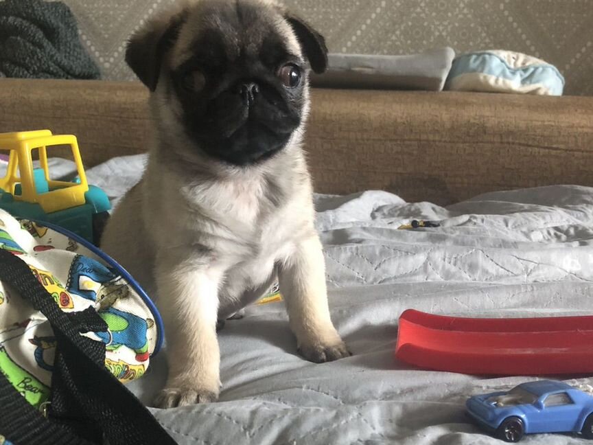 Мопсо позитивчик