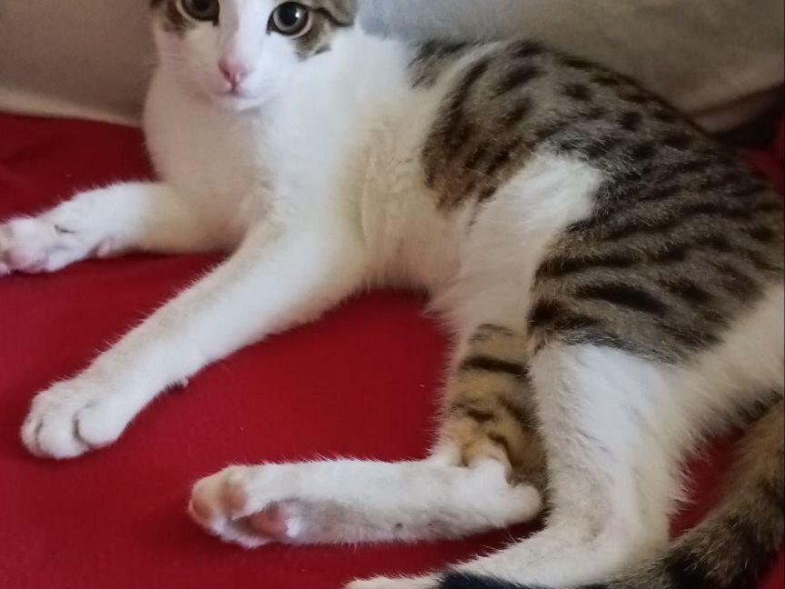 Кошка в дар бесплатно