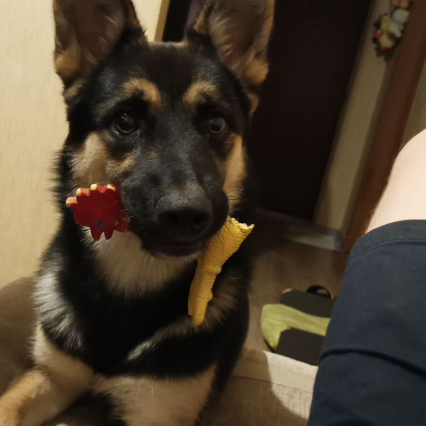 Немецкая овчарка