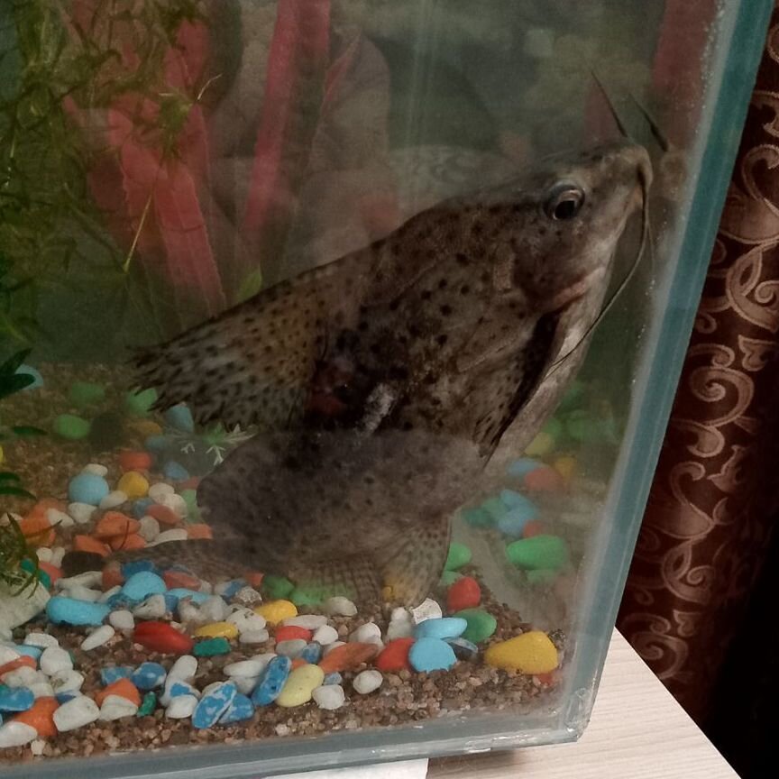 Сом перевёртыш за пору