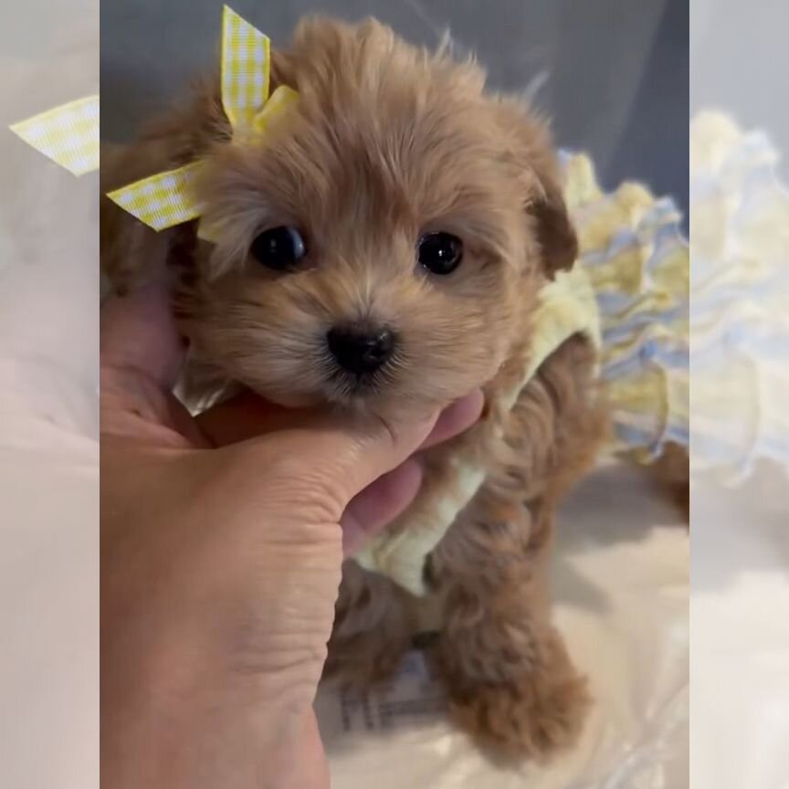 Мальтипу, щенок