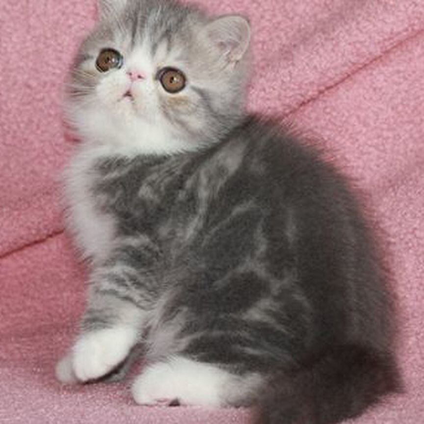 Экзотический короткошёрстный котёнок