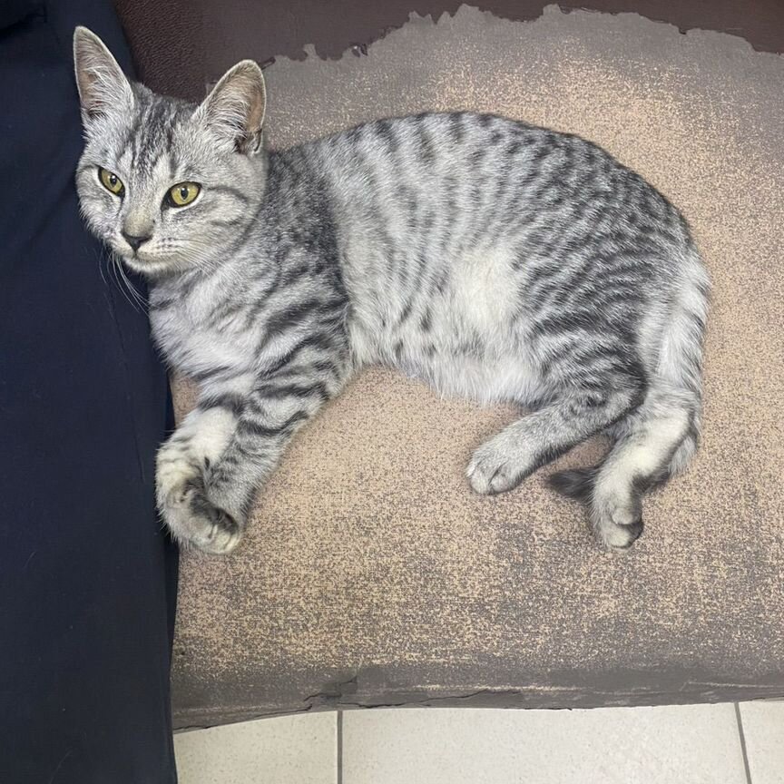 Кошка в дар