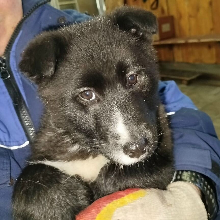 Лайка, щенок