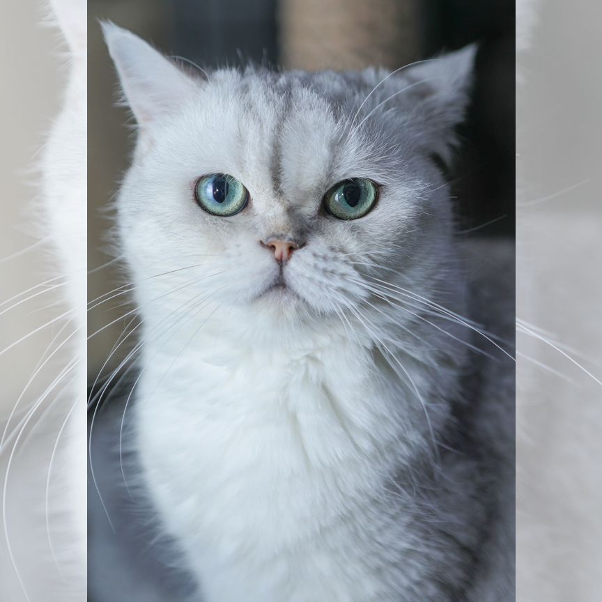 Взрослая, кошка в добрые руки