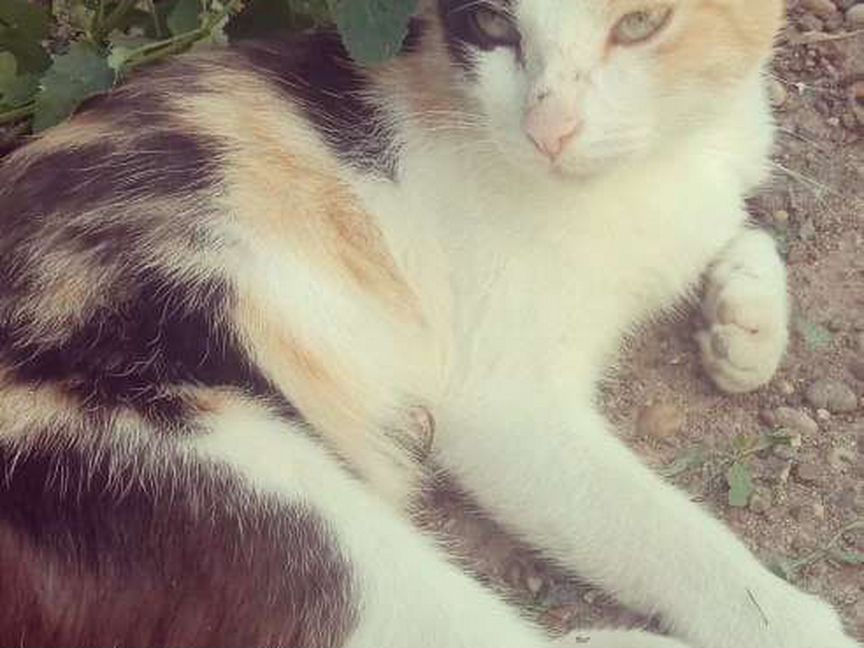 Кошка трёхцветная в добрые руки