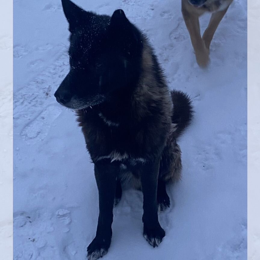 Взрослая собака в добрые руки