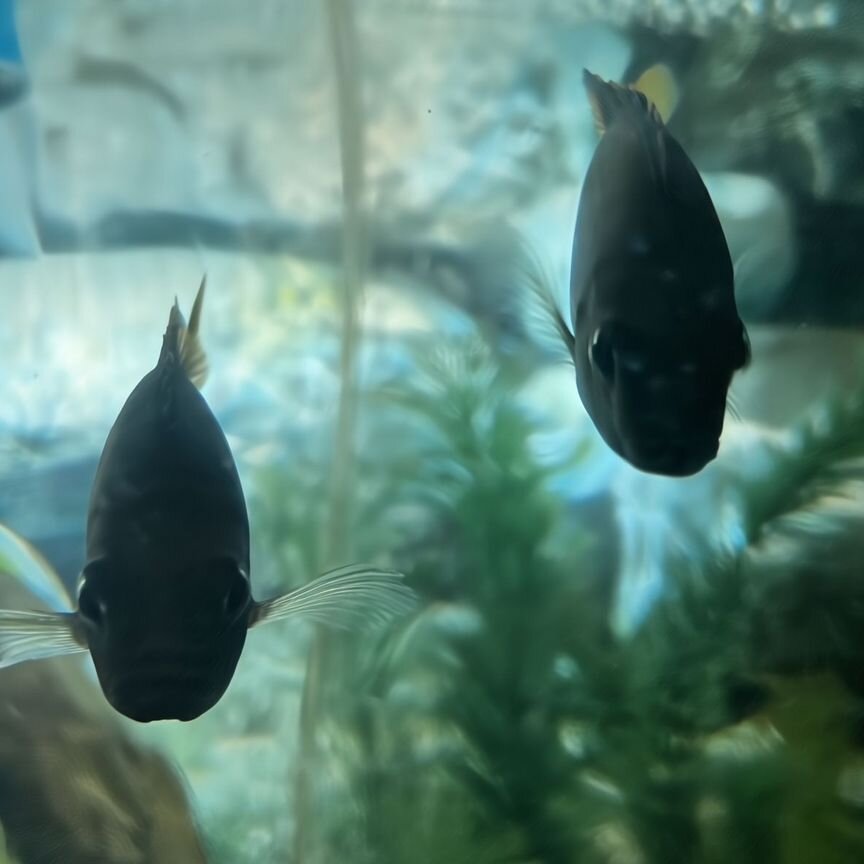 Цихлиды Пceвдoтpофеус Aцей Итунги