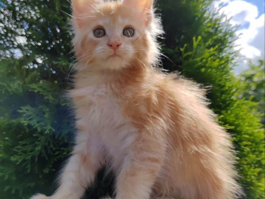 Мейн-кун кот красный