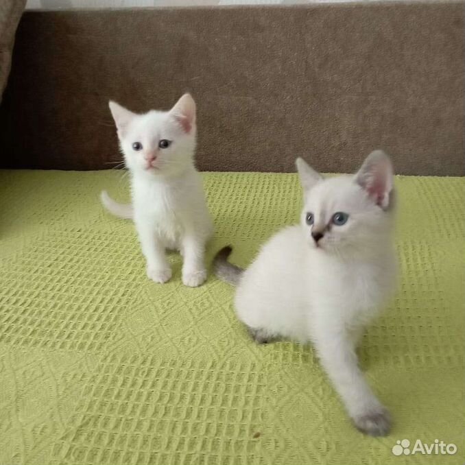 Милые котятки ищут добрых хозяев
