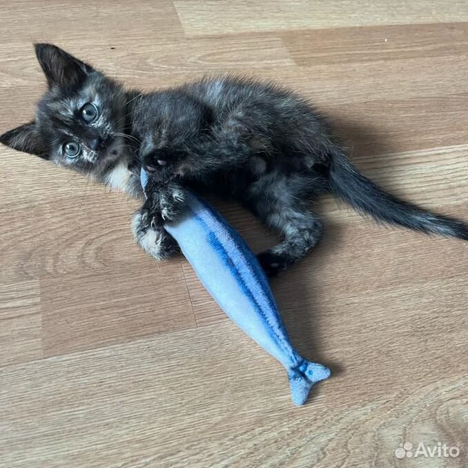 Котенок Лиса