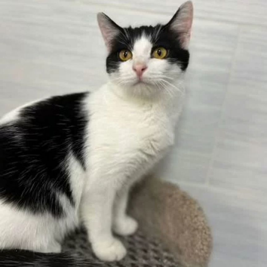 Котенок кошечка мурлыка