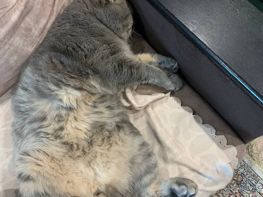 Шотландский вислоухий кот вязка