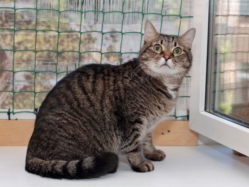 Котик в добрые руки