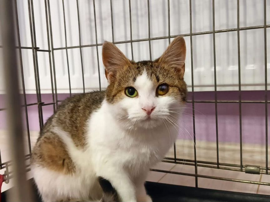 Котик ищет дом