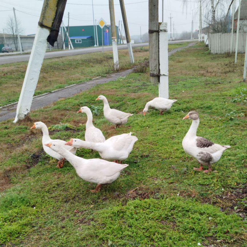 Продам гусей живым цена договорная