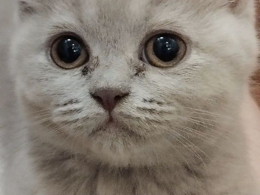 Шотландский котенок