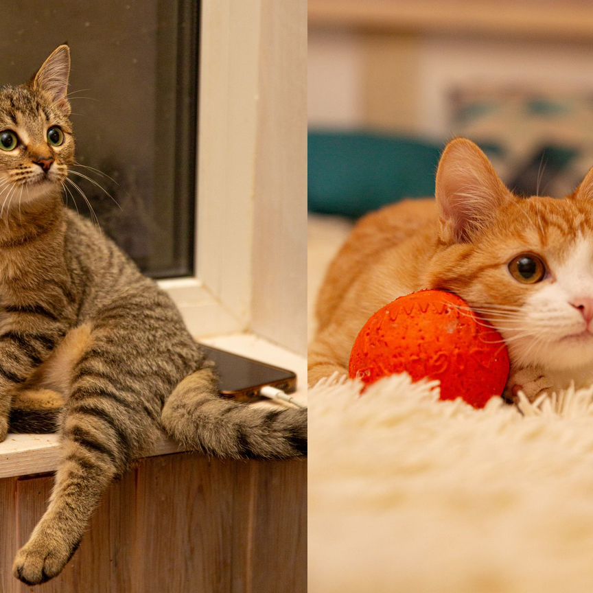 Котята подростки в добрые руки