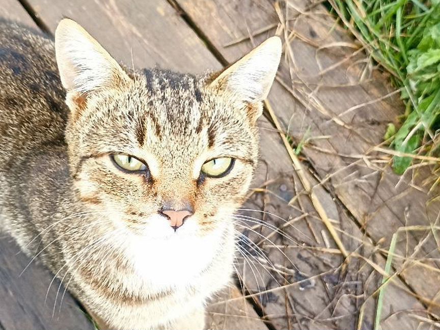 Котенок в добрые руки