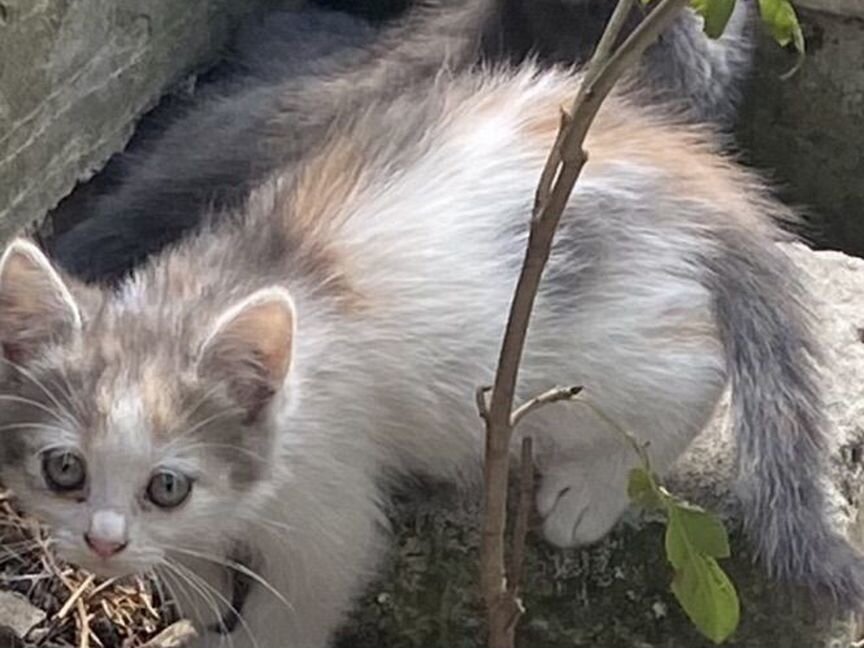 Маленькие звереныши в добрые руки