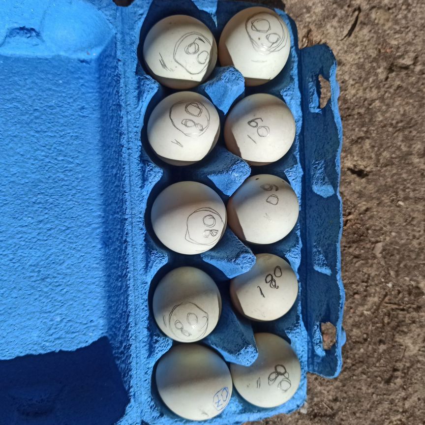 Яйца подсадных уток