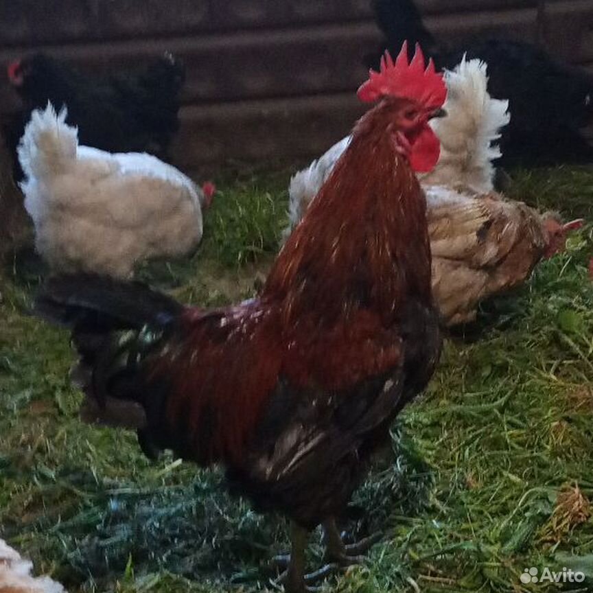 Петухи домашние