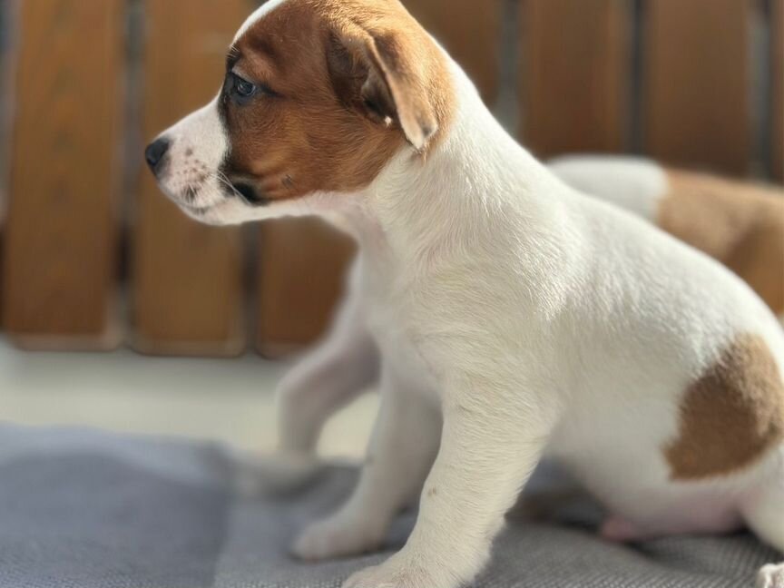 Джек Рассел терьер