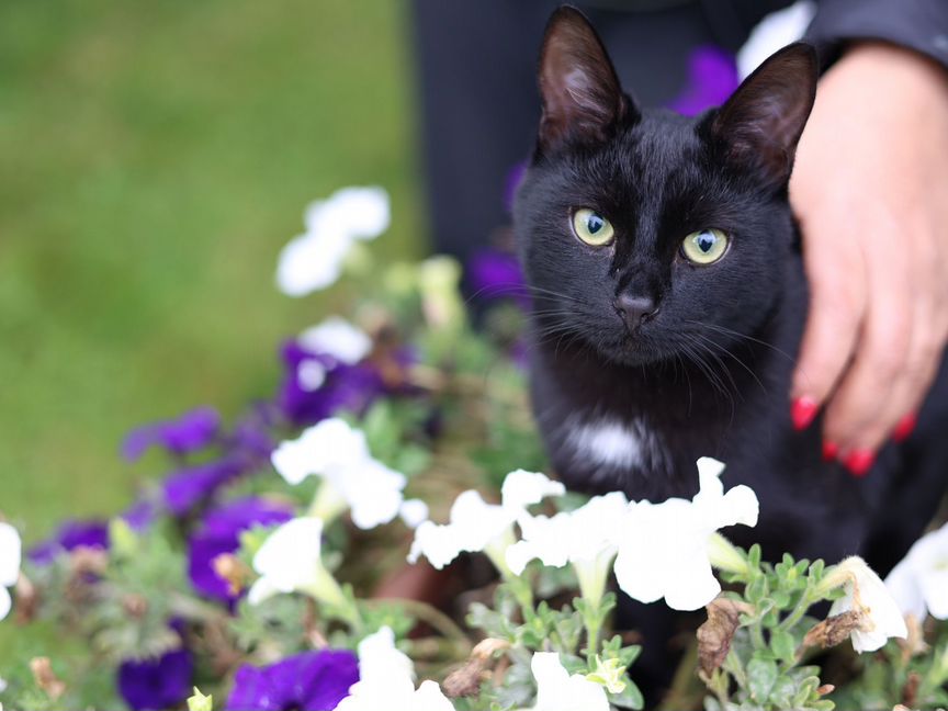 Ласковый котик ищет дом