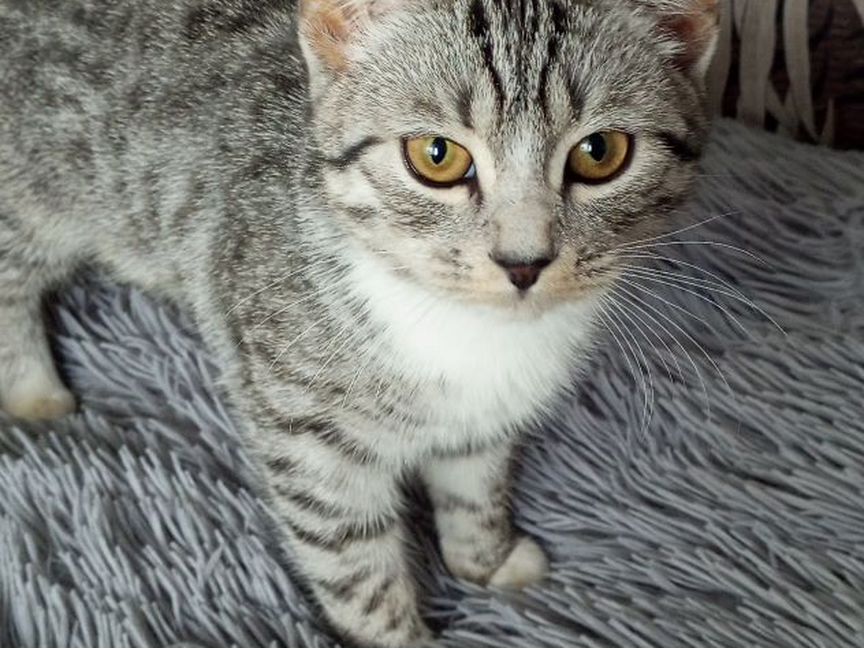 Отдам в добрые руки двух прекрасных девочек