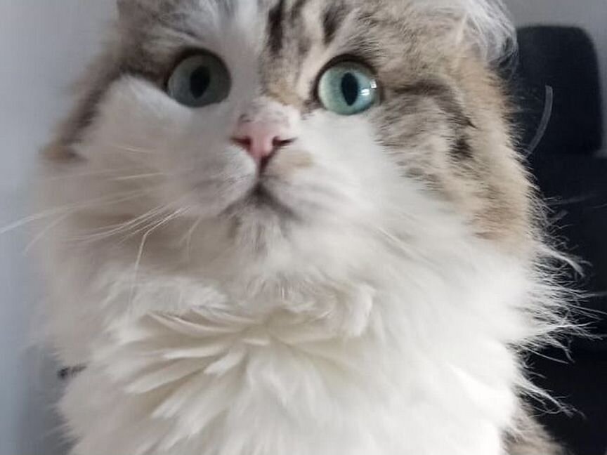 Кошка 1 годик в добрые руки
