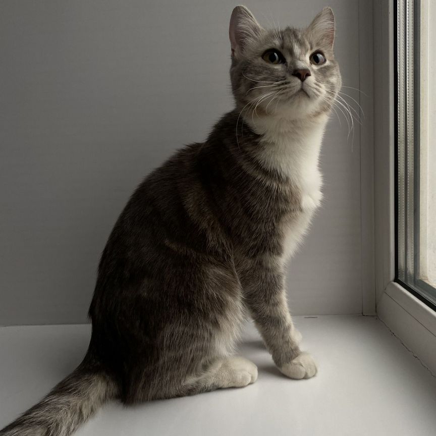 Кошечка