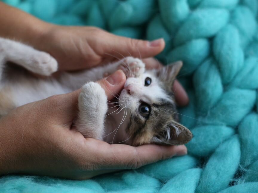 Котенок девочка 1,5 мес ищет заботливых хозяев