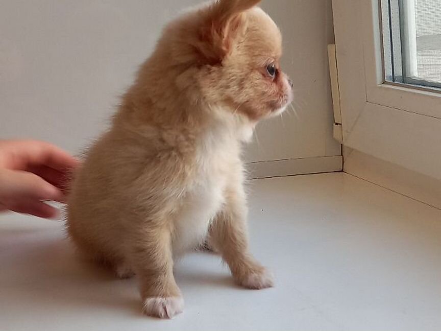 Мальчишки чишки