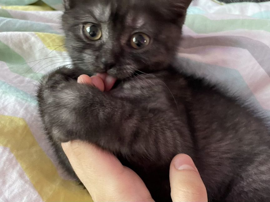 Котенок девочка