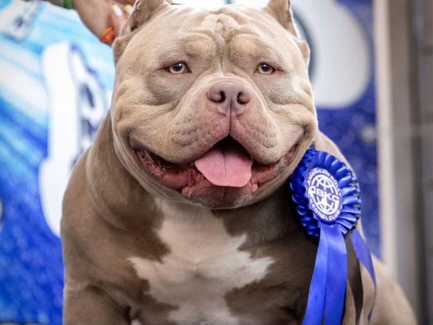 Американский Булли покет вязка