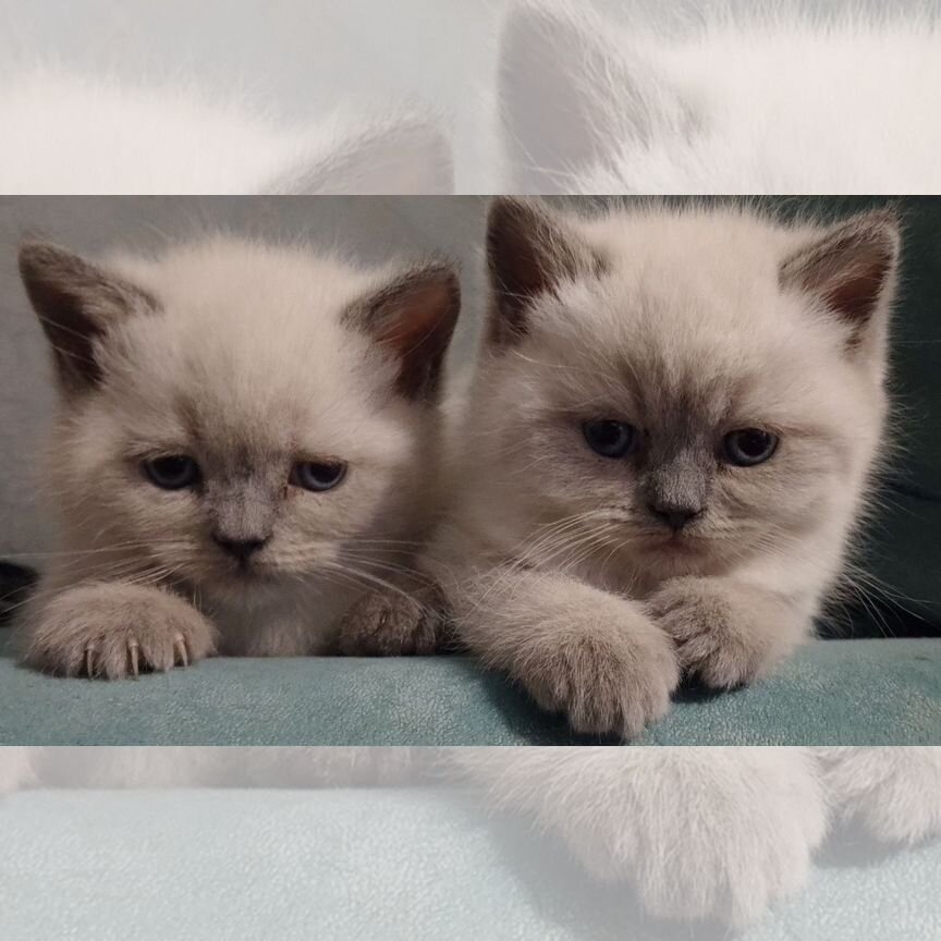 Британский короткошёрстный котёнок