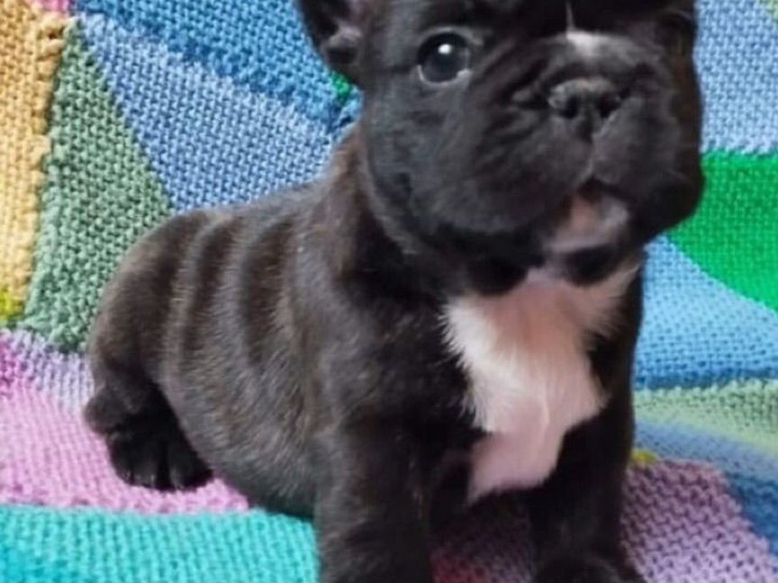 Щенок крошка бульдожка