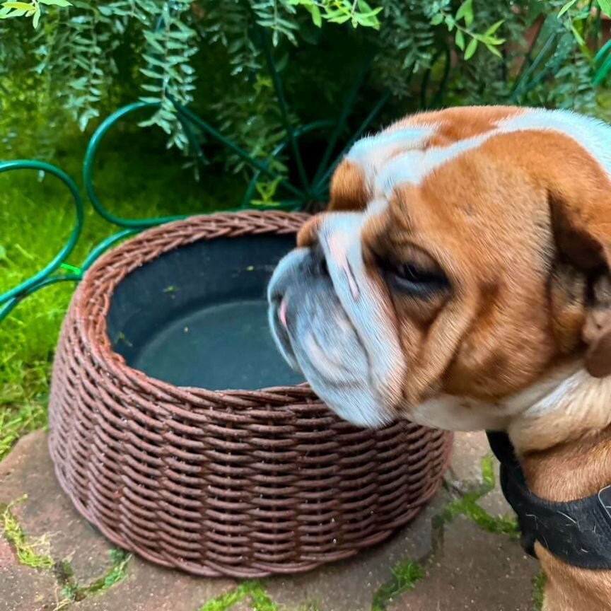 Миски для собак в цвет Вашего кашпо