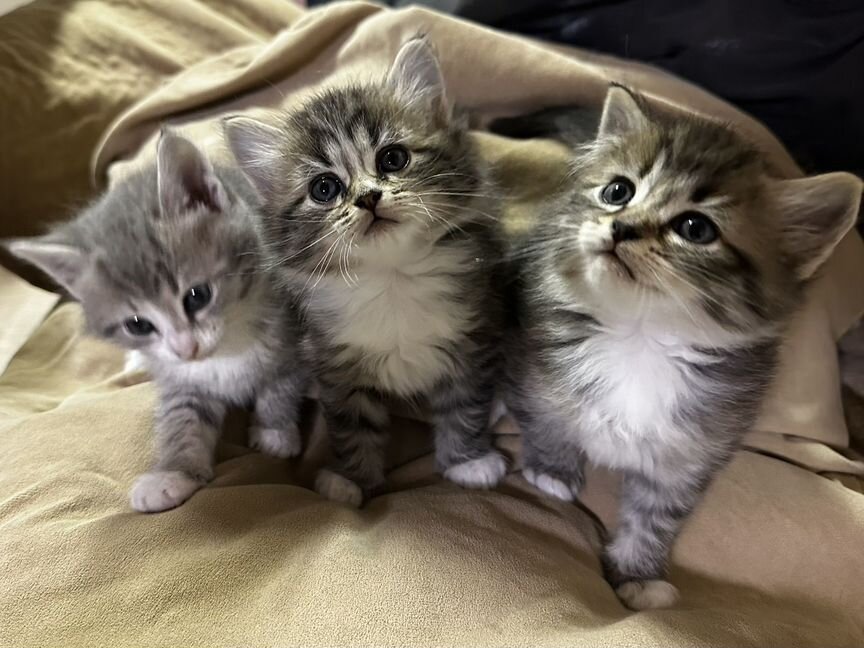 Котята в добрые руки