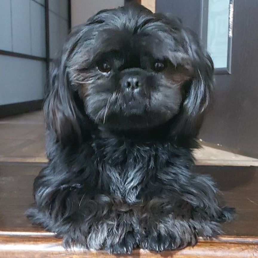 Приглашаем на вязку, от родителей с документами