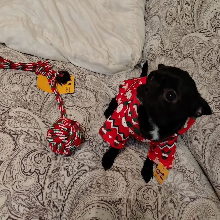 Чихуахуа, взрослая собака