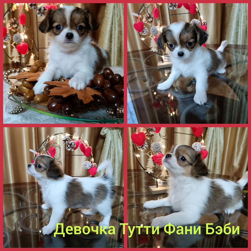 Щенок чихуахуа метрика скор, клеймо,чип