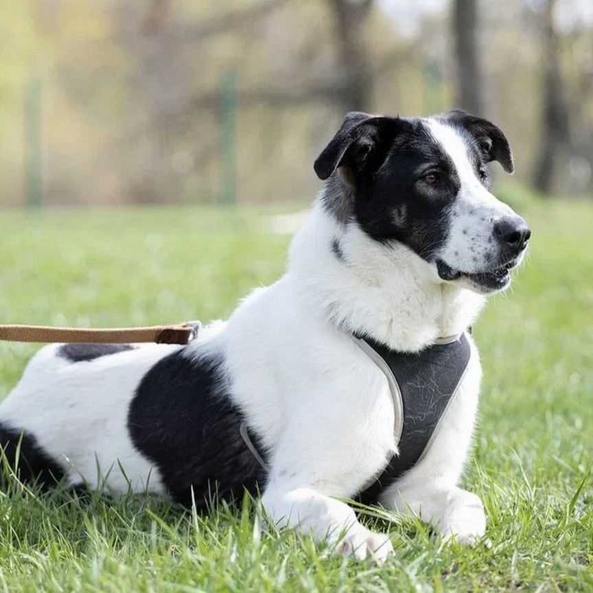 Собака в добрые руки