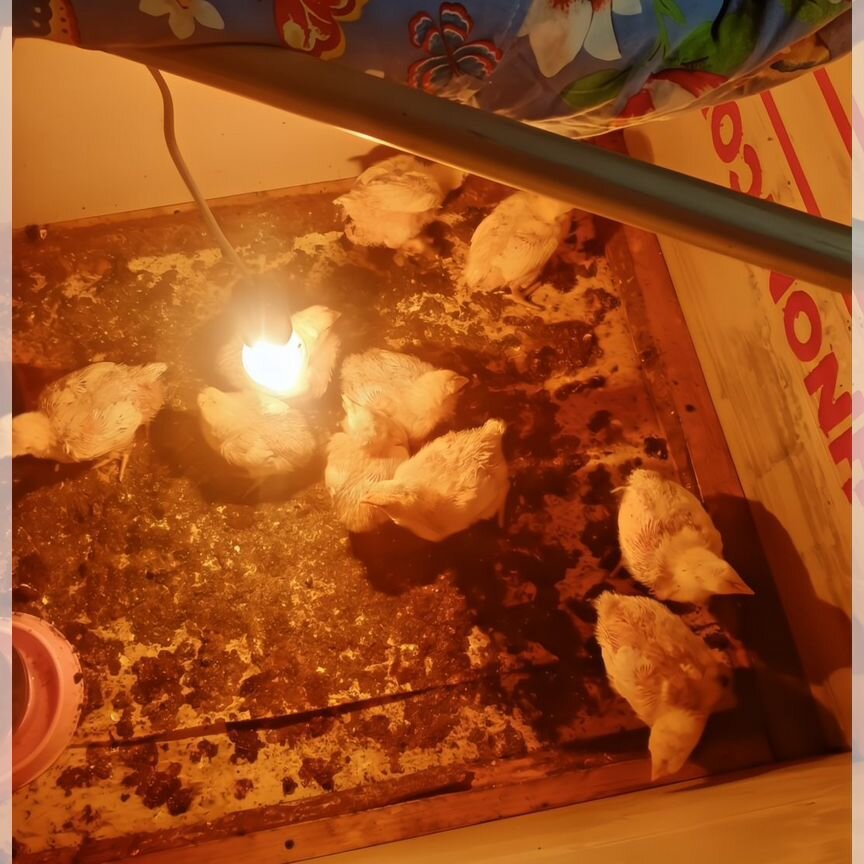 Цыплята бройлеры оптом