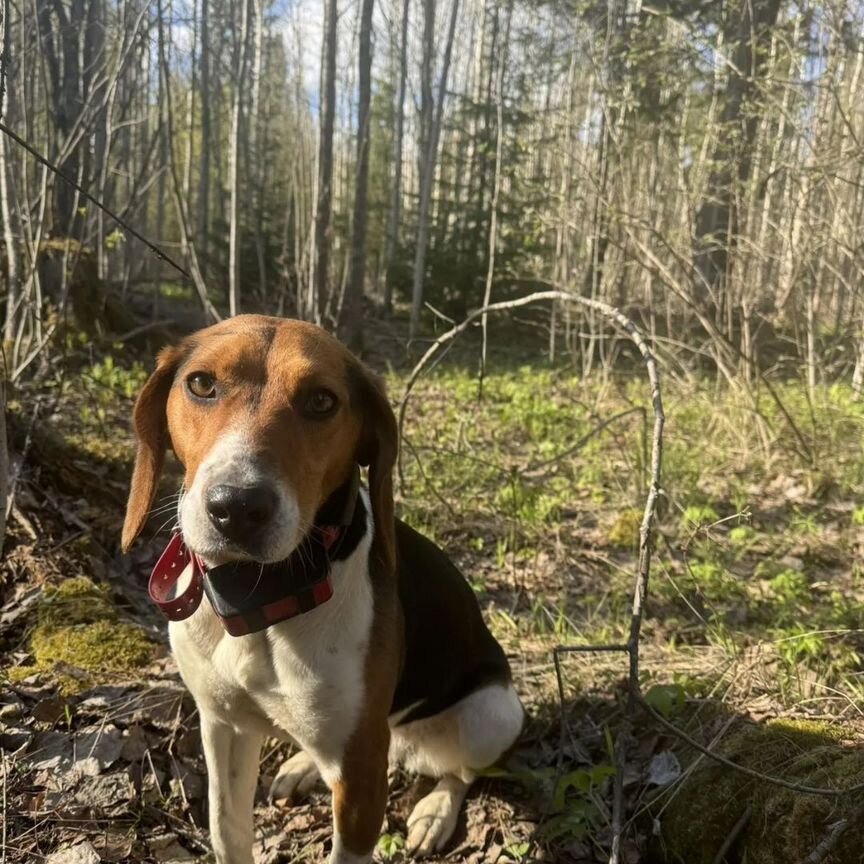 Эстонская гончая вязка